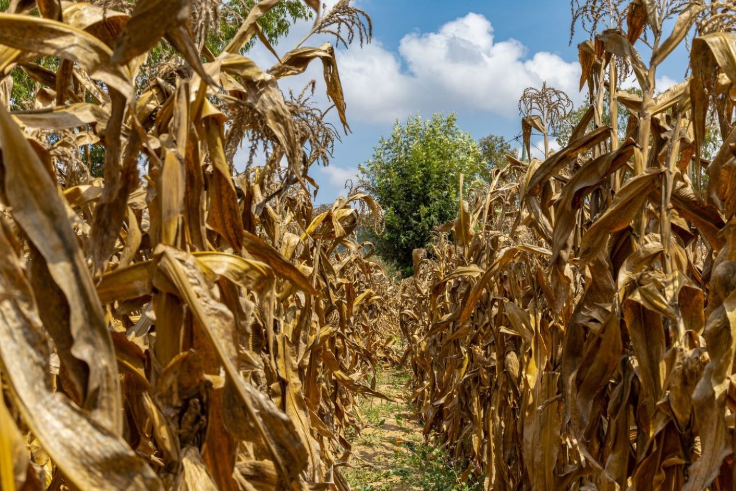 Facing down drought in Zimbabwe with irrigation - Yenkasa Africa